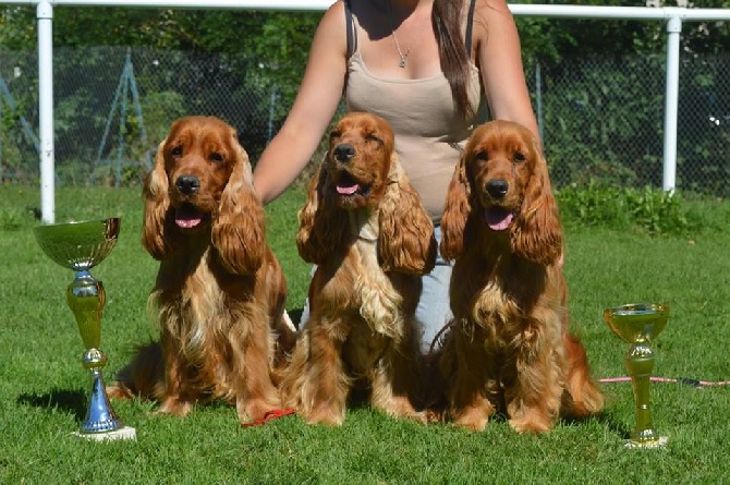 Accueil - Elevage des bois de la bro - eleveur de chiens Cocker Spaniel ...